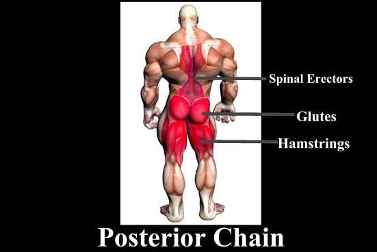 Posterior Chain Strength - Collier Chiropractic and Accident ...